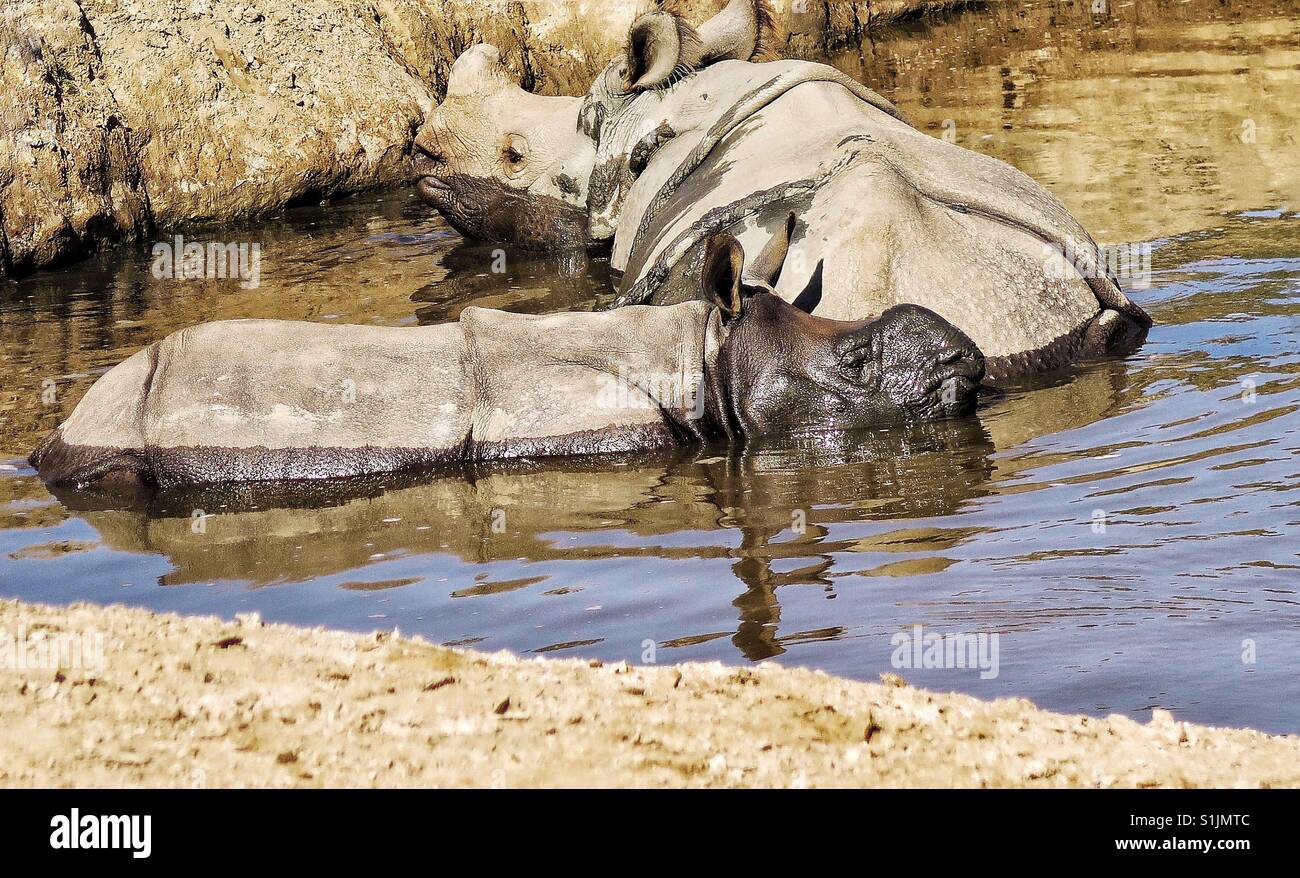 Rhinosauruses hi-res stock photography and images - Alamy