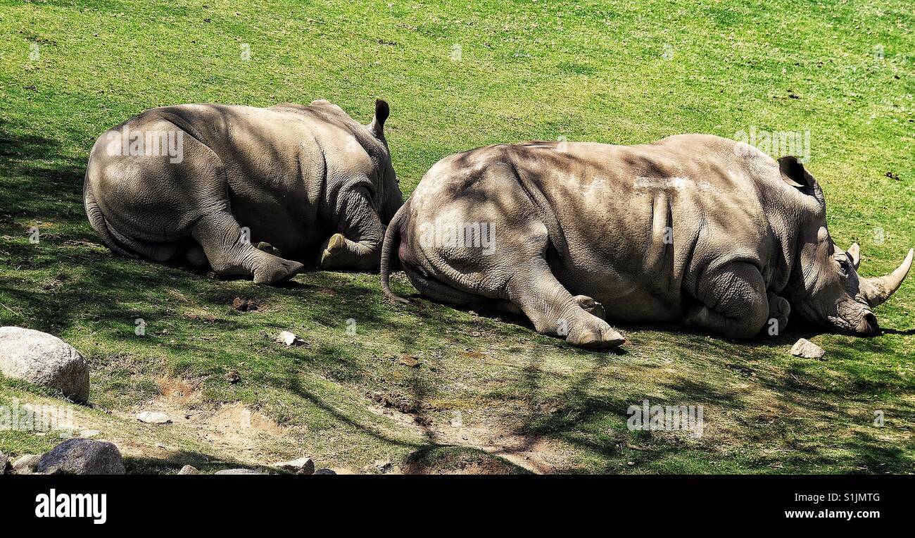 Rhinosaurus hi-res stock photography and images - Alamy