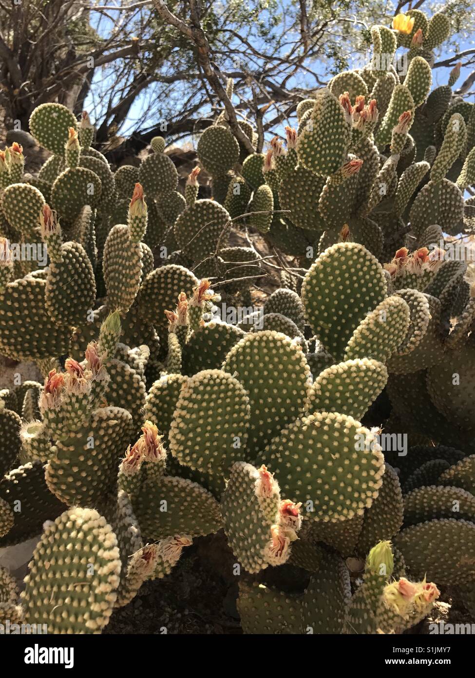 Cacti blooming hi-res stock photography and images - Alamy