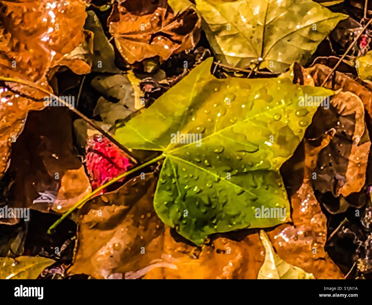 Dying leaf hi-res stock photography and images - Alamy
