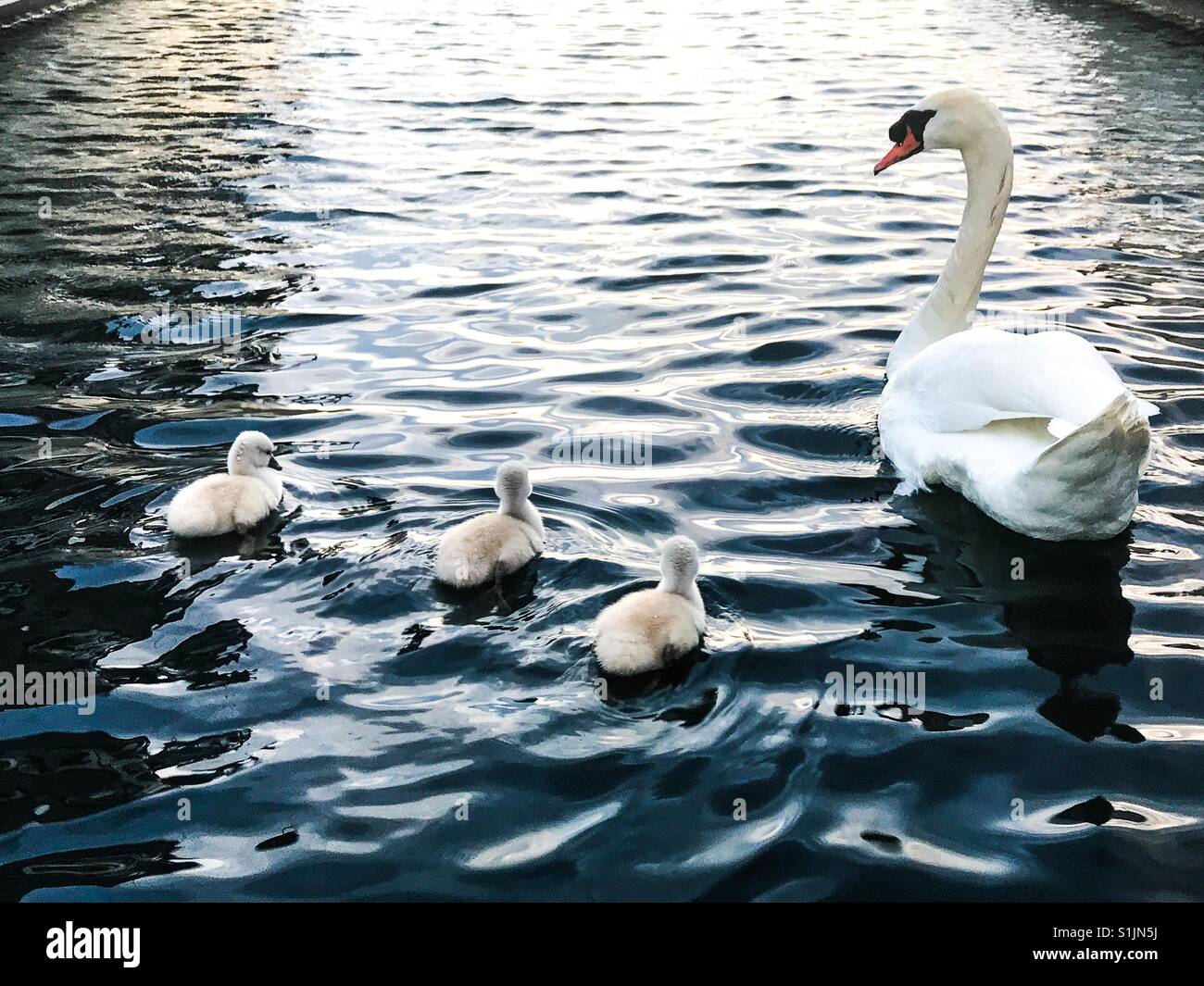Baby swan geese hi-res stock photography and images - Alamy
