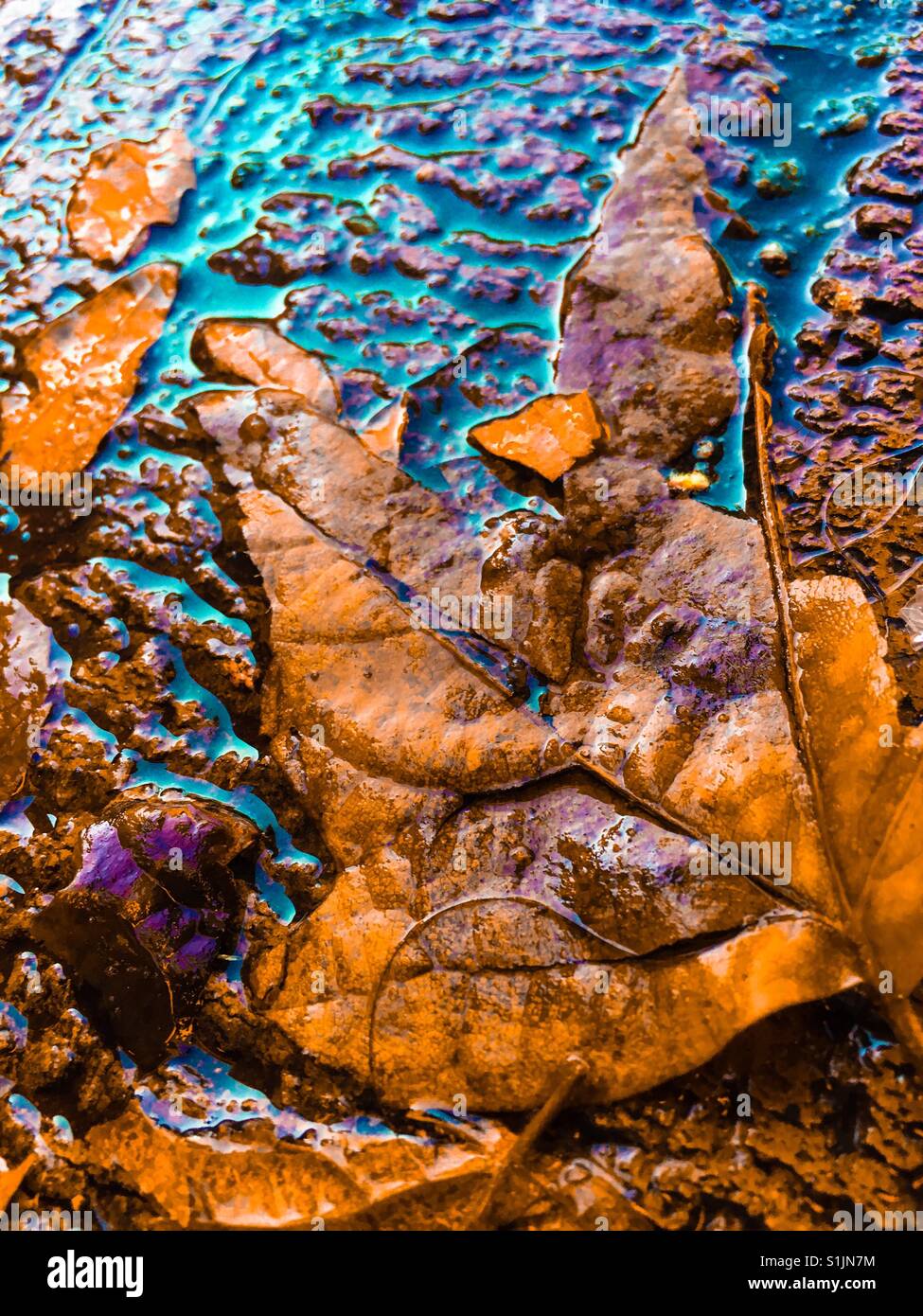 Stuck leaf hi-res stock photography and images - Alamy