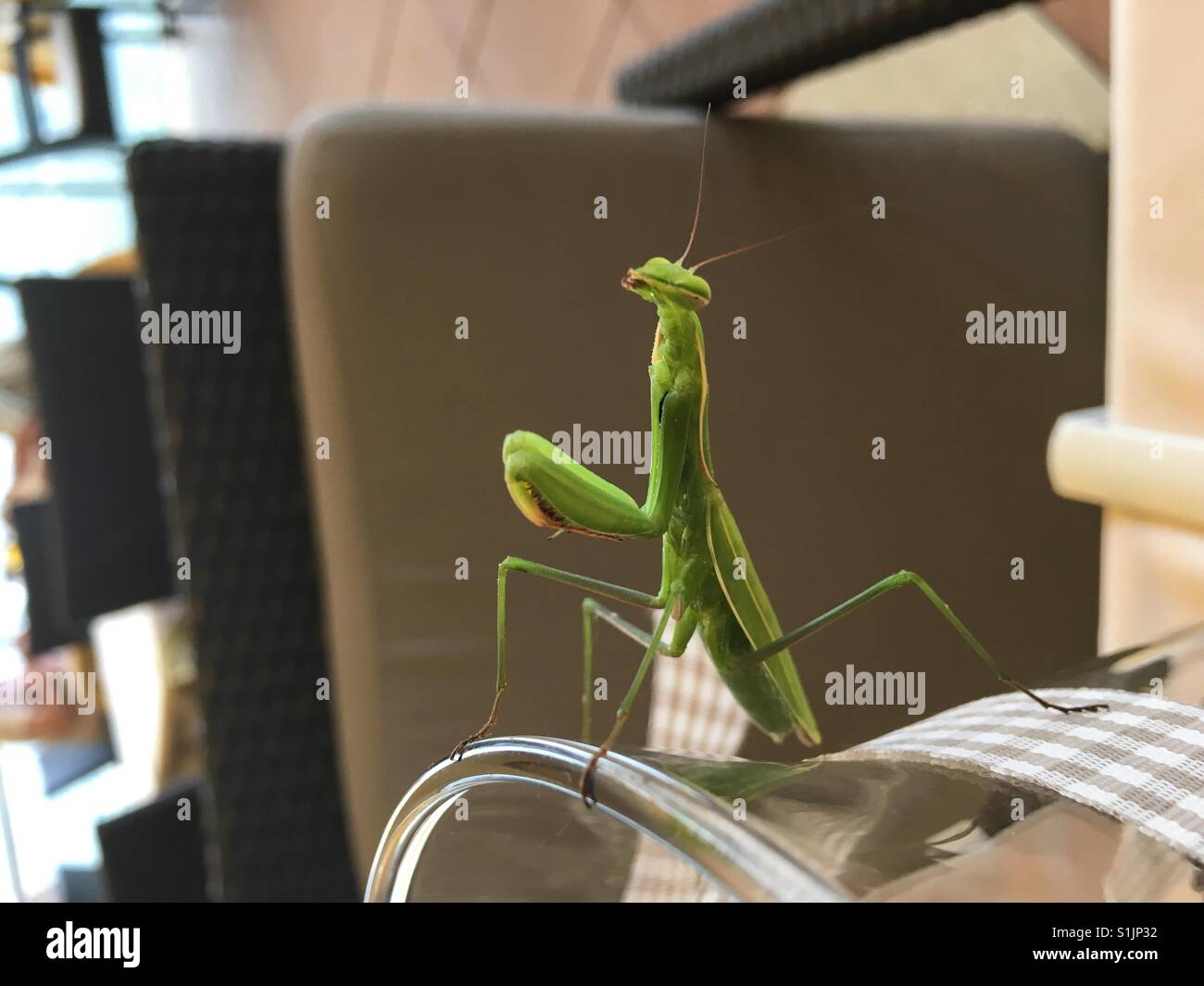 One mantis hi-res stock photography and images - Alamy