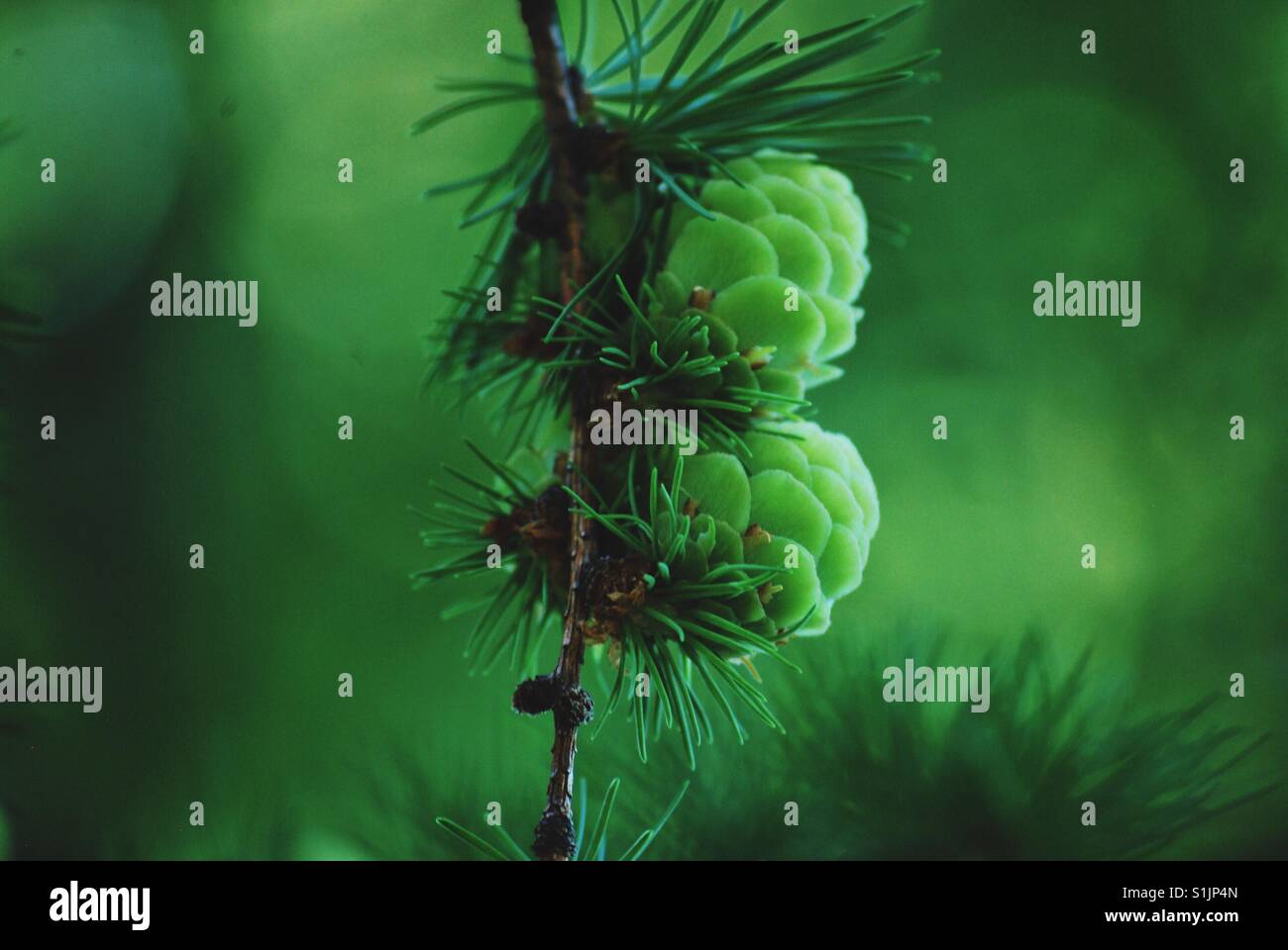 Evergreen pine cone hi-res stock photography and images - Alamy