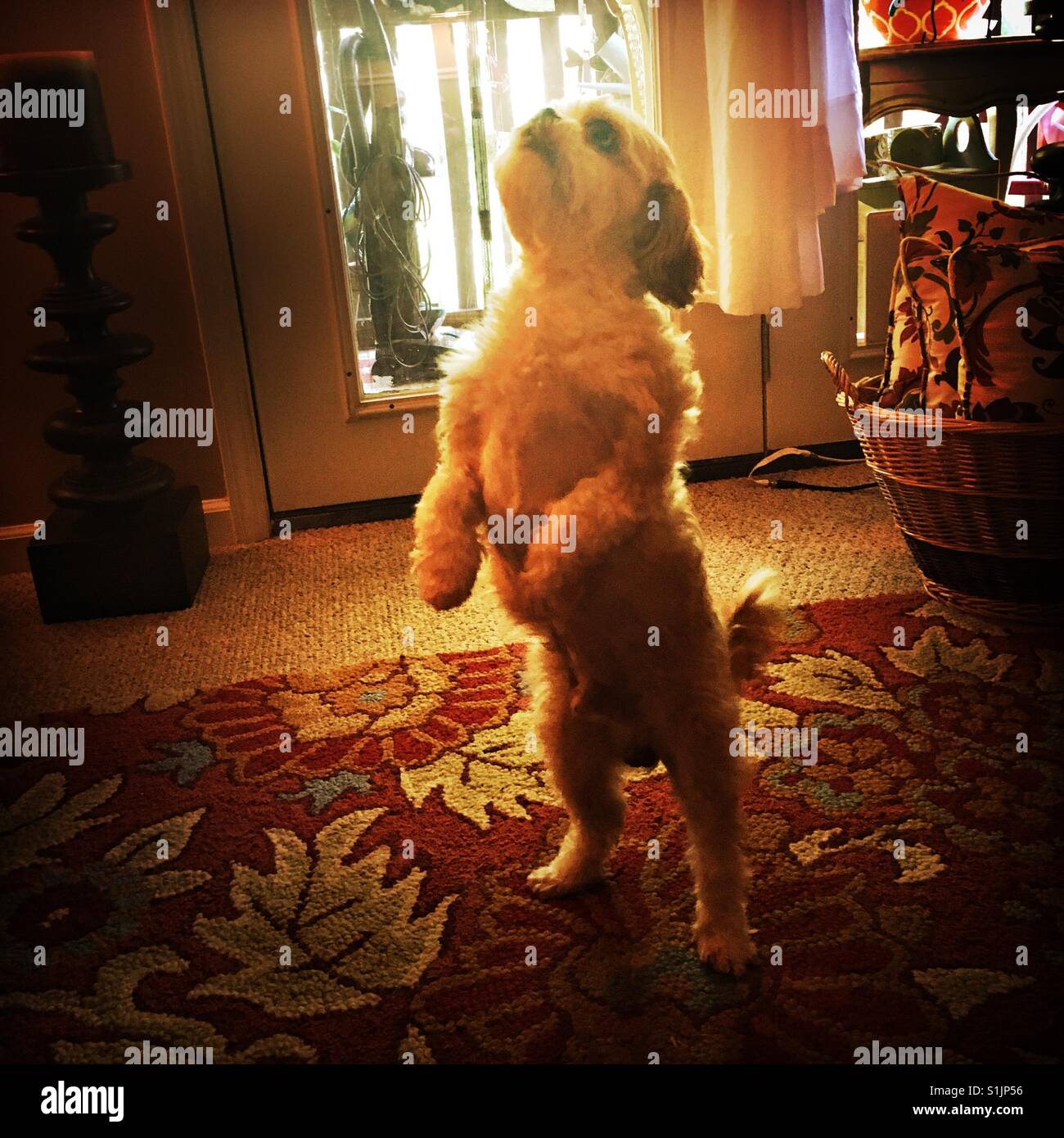 Dog beg treat hi-res stock photography and images - Alamy