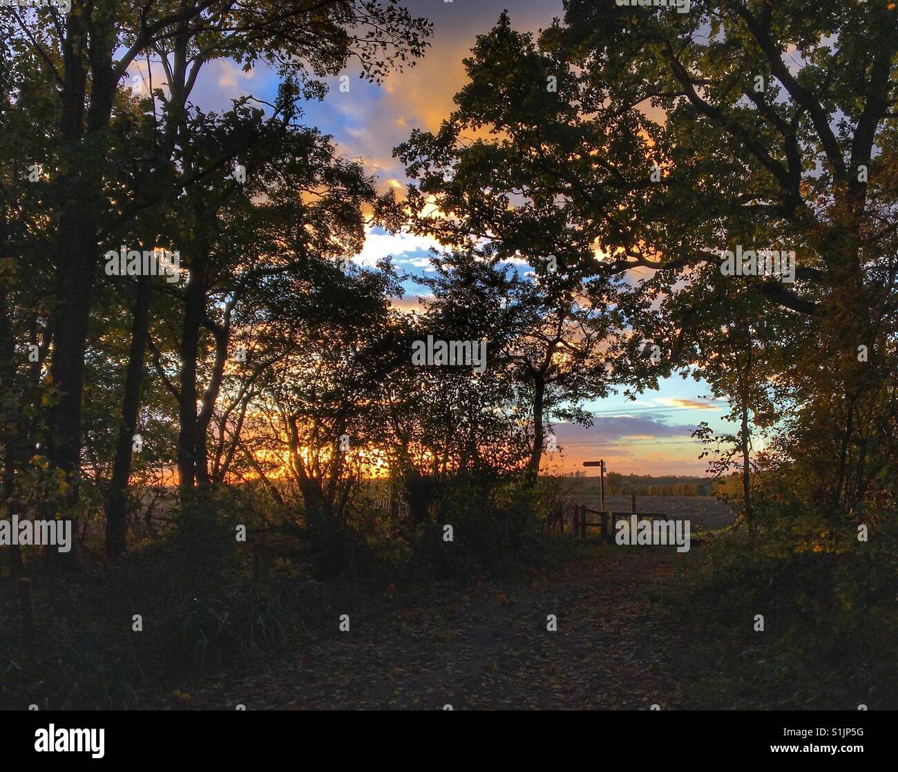 Sunset glimpsed from inside a wood Stock Photo - Alamy