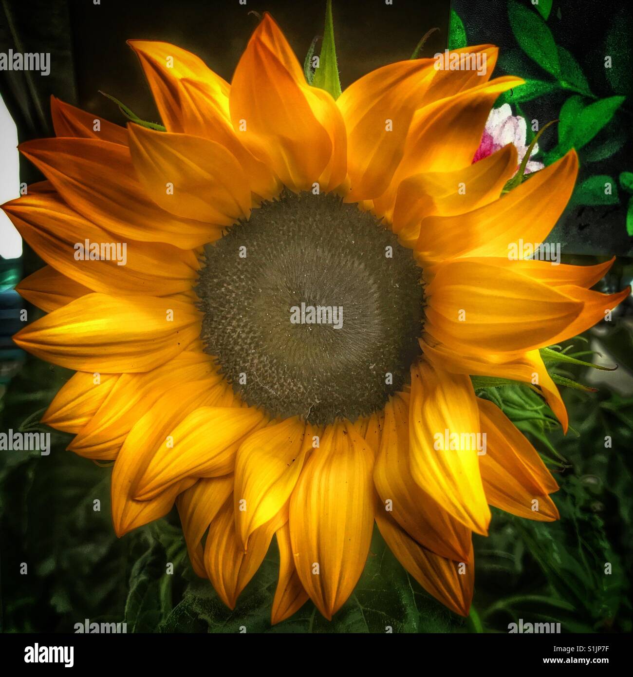 Fiery flower petals hi-res stock photography and images - Alamy