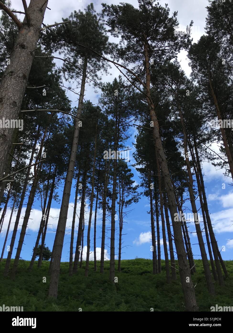Summer walks hi-res stock photography and images - Alamy
