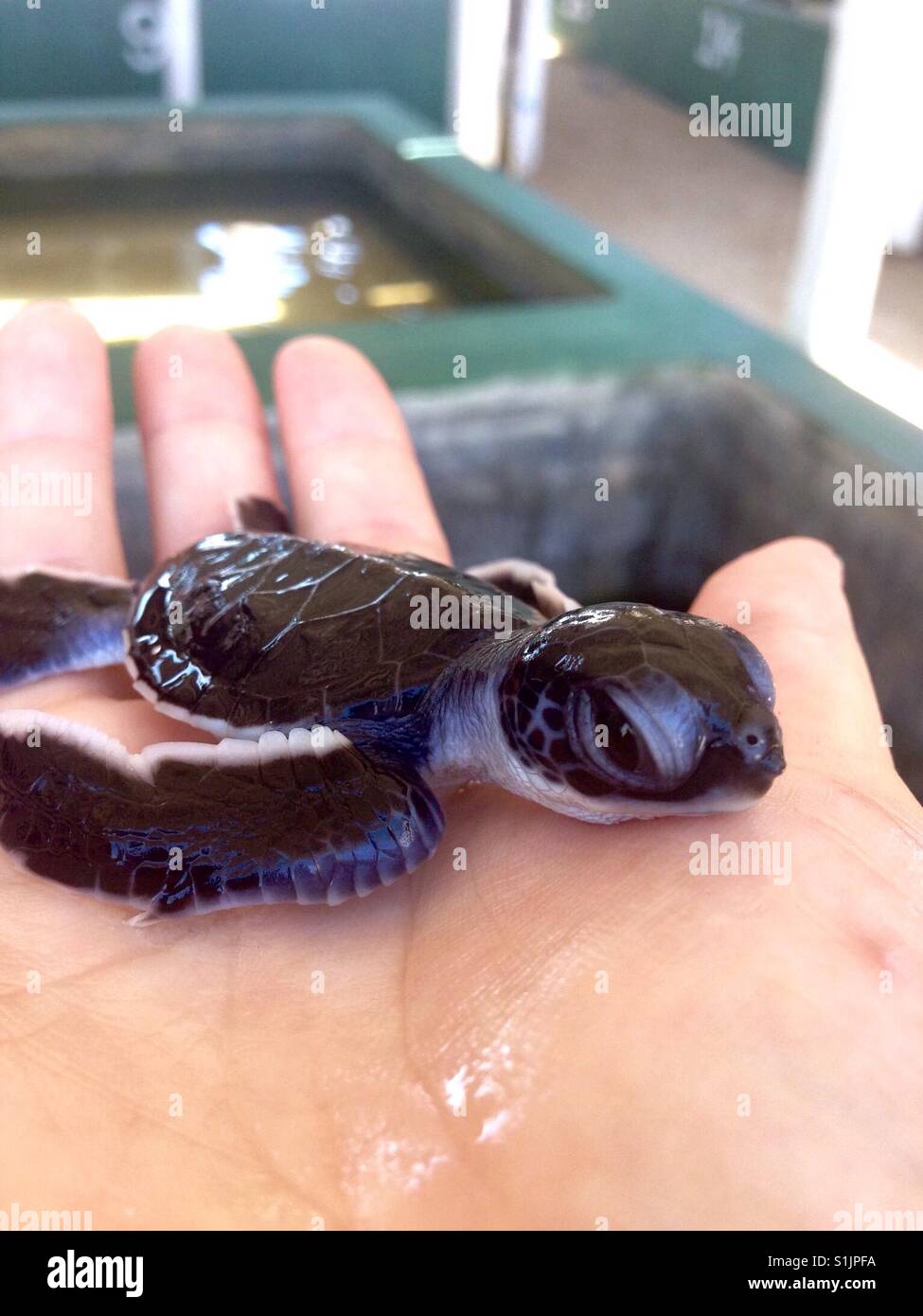 Baby black sea turtle hi-res stock photography and images - Alamy