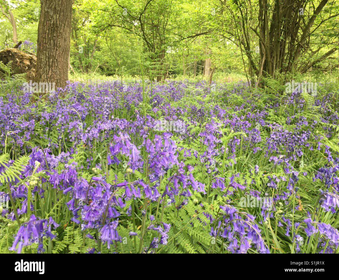 Bluebells in the woods hi-res stock photography and images - Alamy