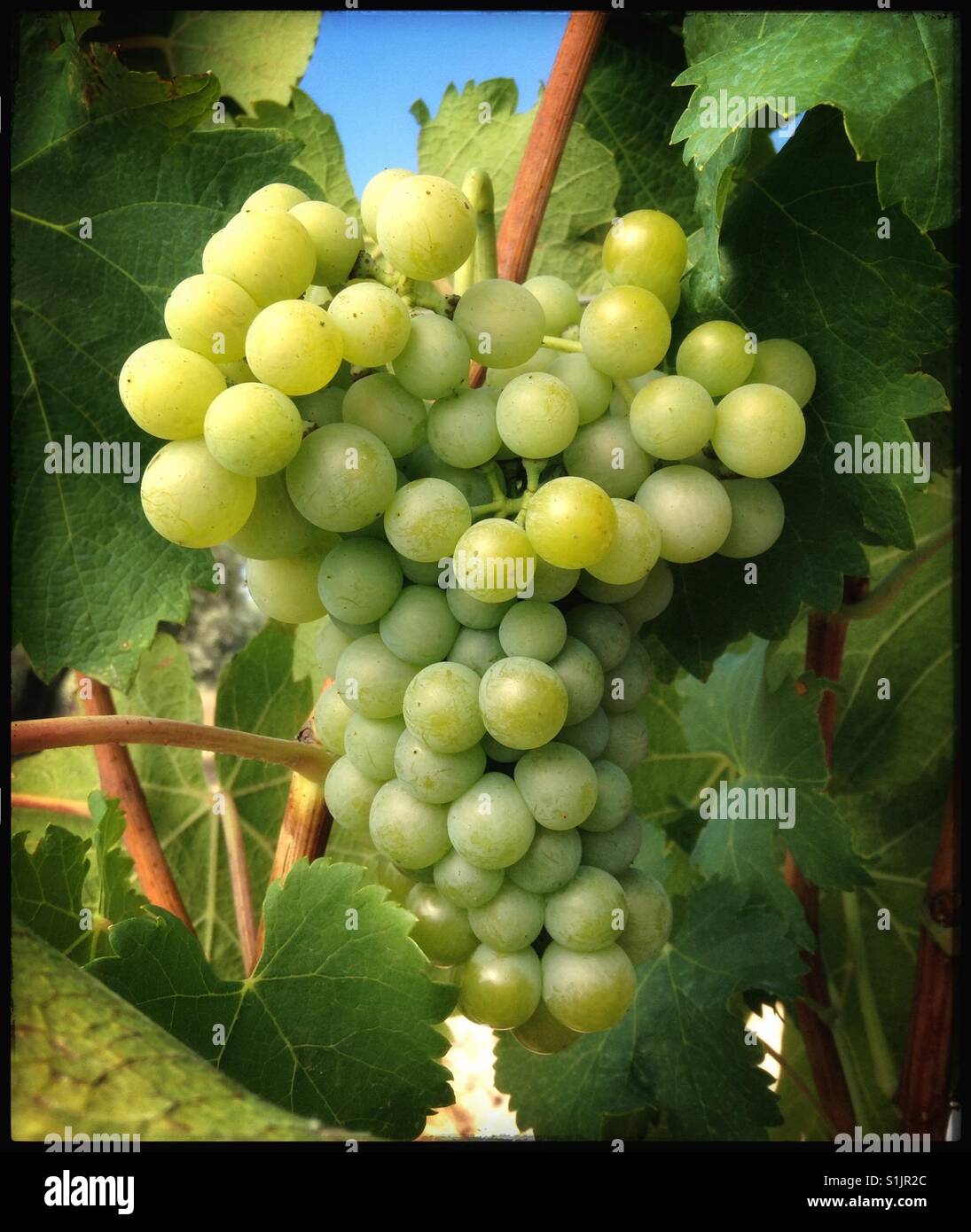 Viognier vineyards hi-res stock photography and images - Alamy