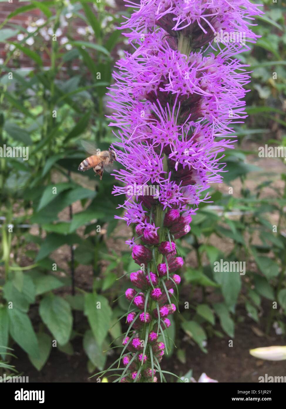 Honet bee hi-res stock photography and images - Alamy