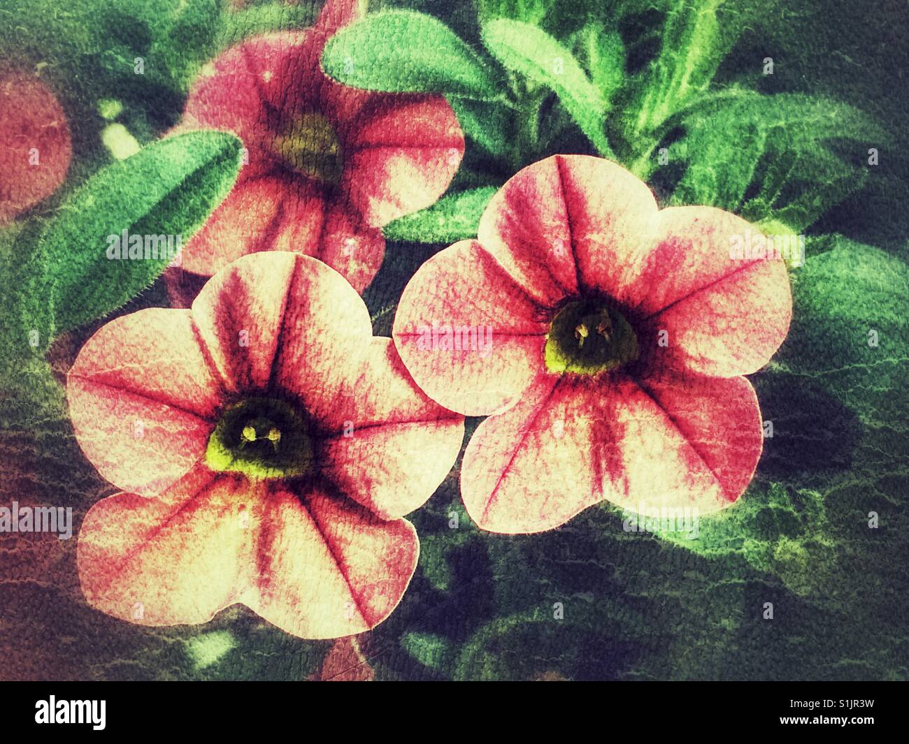 Million Bells, Calibrachoa Stock Photo - Alamy