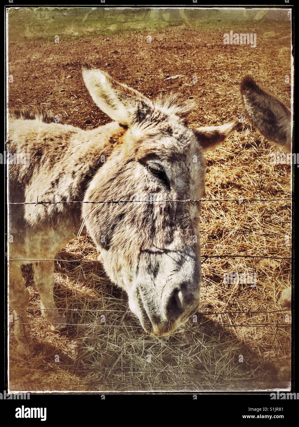 Dinkey hi-res stock photography and images - Alamy