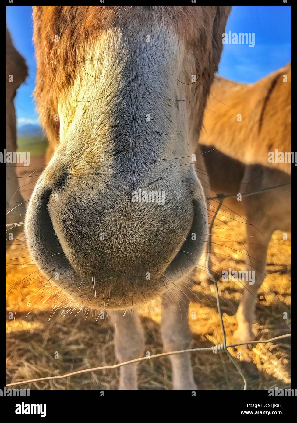 Donkey 's nose Stock Photo - Alamy