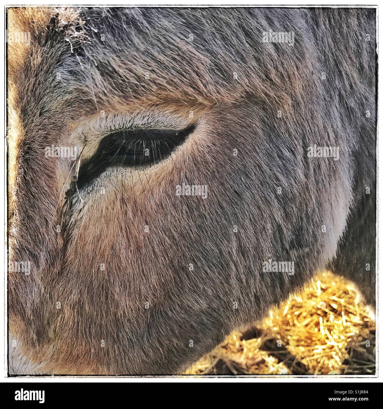 Close up donkeys eye hi-res stock photography and images - Alamy
