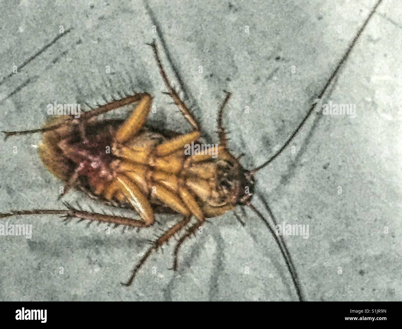 Dying cockroach, USA Stock Photo - Alamy