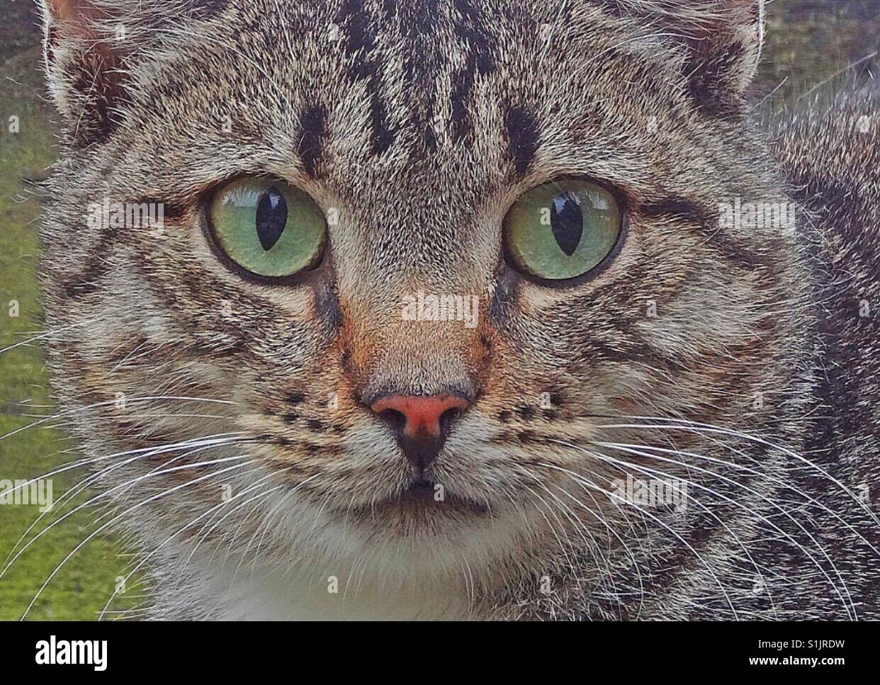 Lovely cat look! Stock Photo - Alamy
