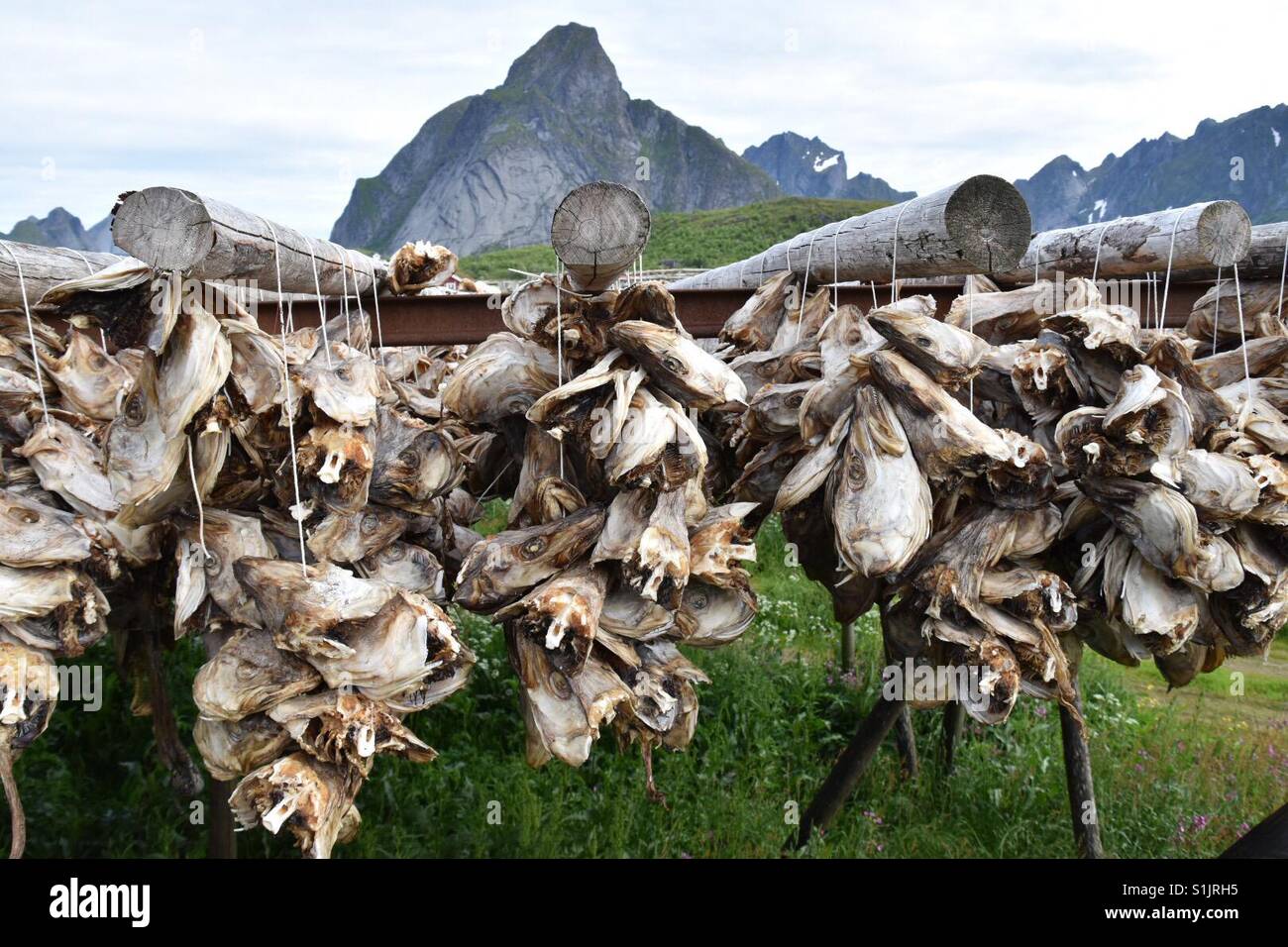 Dryfish hi-res stock photography and images - Alamy