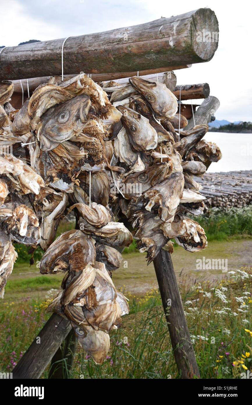 Dryfish hi-res stock photography and images - Alamy