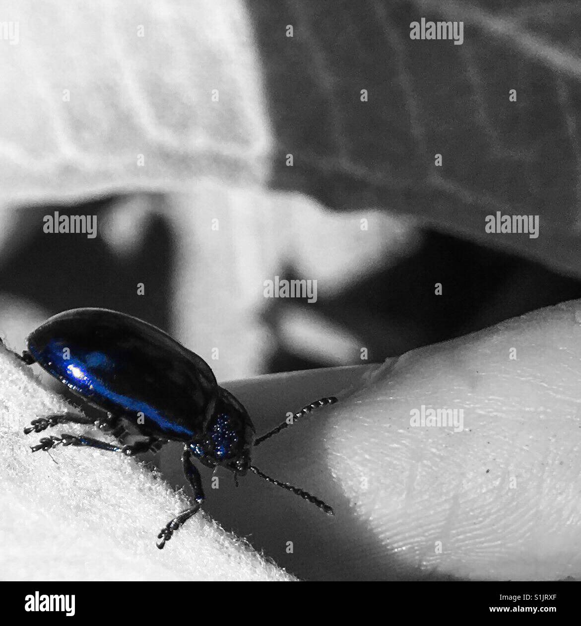 Blue color of beetle hi-res stock photography and images - Alamy