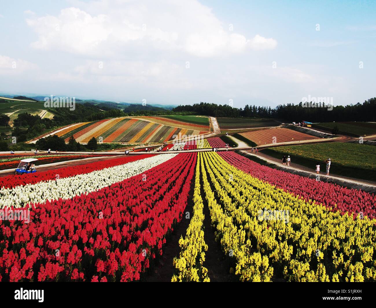 Colours flower hi-res stock photography and images - Alamy