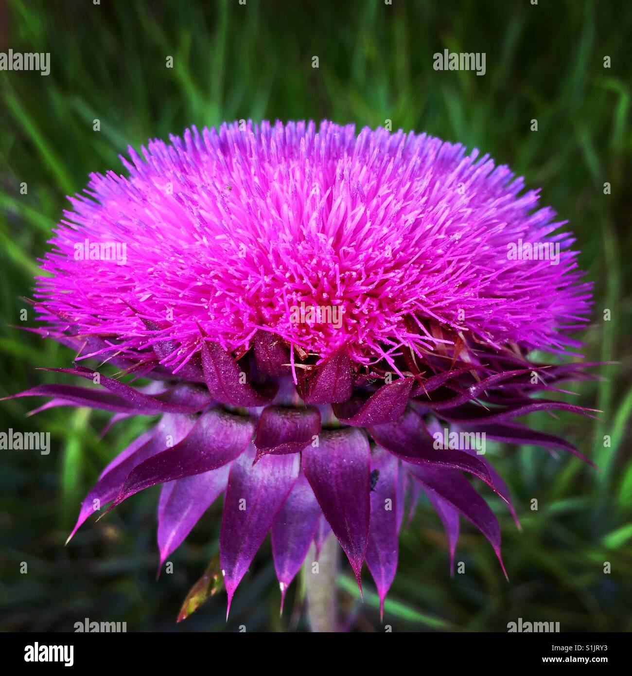 Purple flower weed hi-res stock photography and images - Alamy