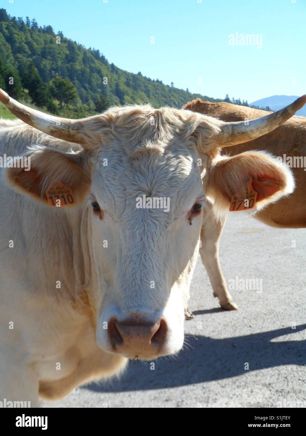 Cow close up Stock Photo - Alamy