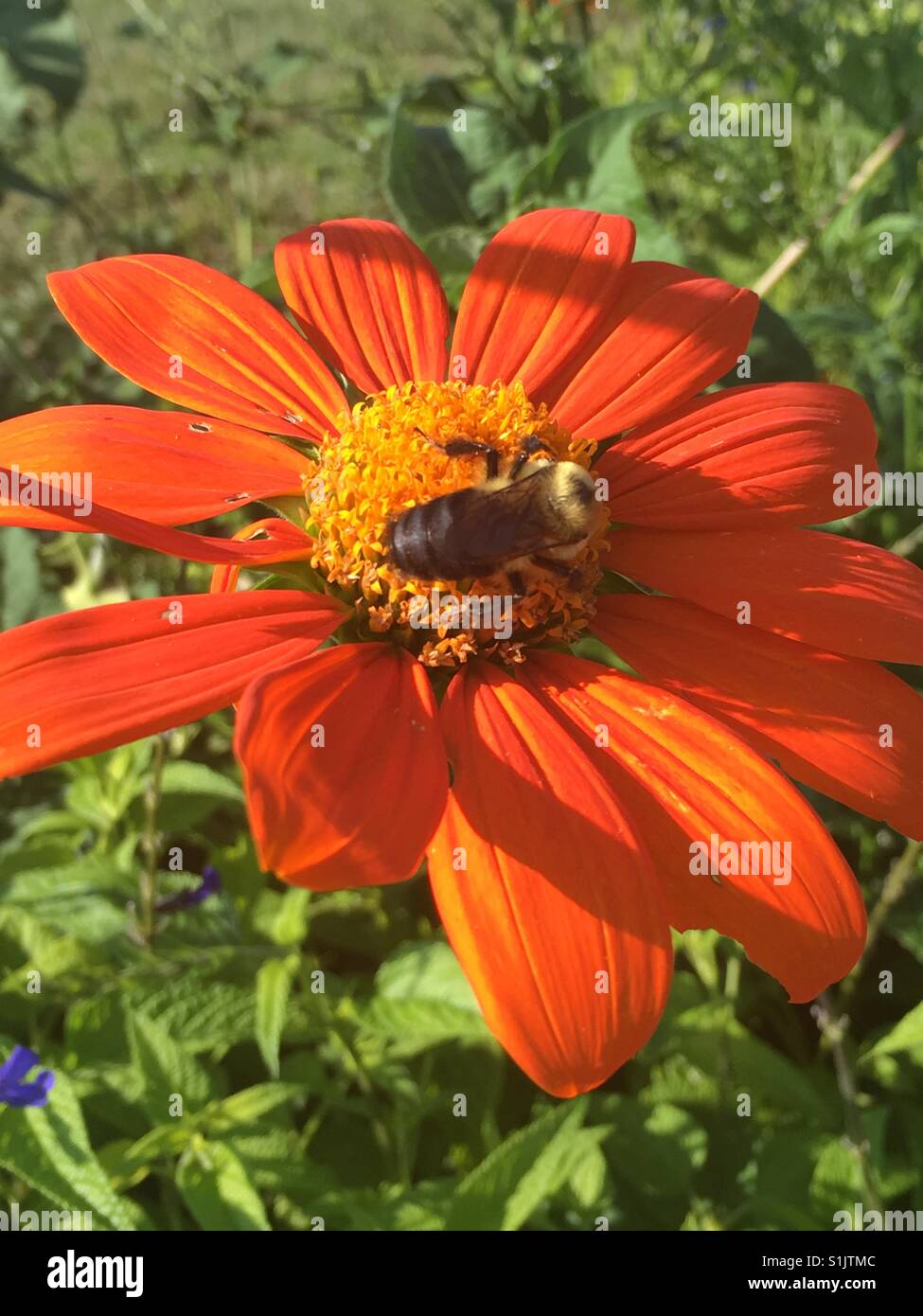 Orange flower and bee Stock Photo - Alamy