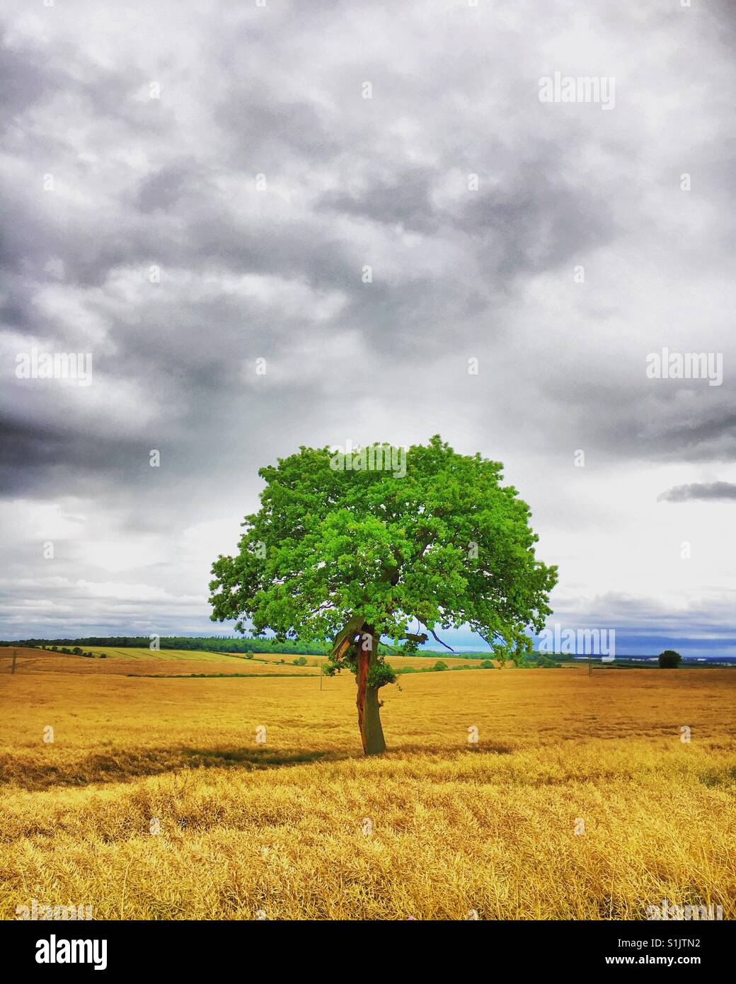 Solitary tree in a farmers field Stock Photo - Alamy