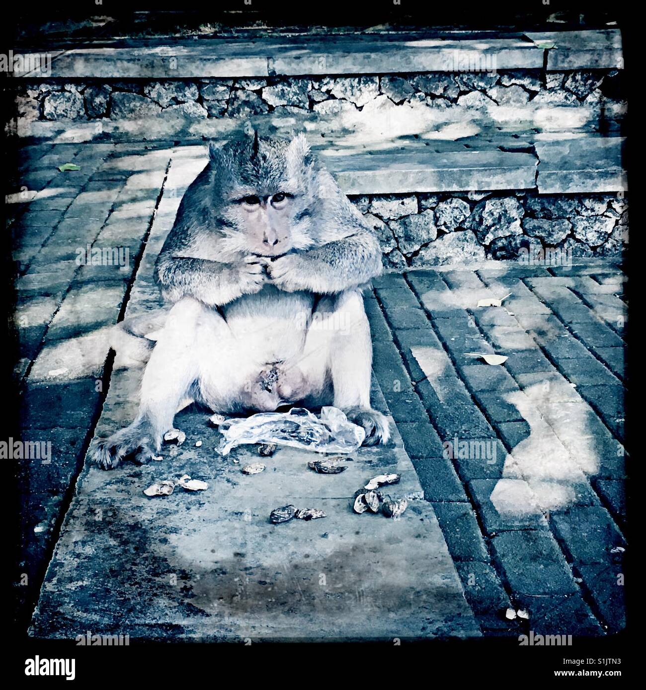 Monkey is eating nuts happily, Bali Stock Photo - Alamy