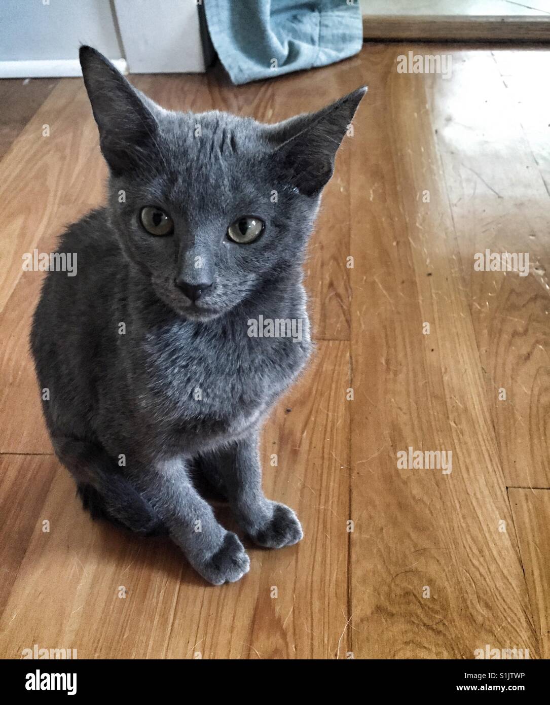 Gray wood floor hi-res stock photography and images - Alamy