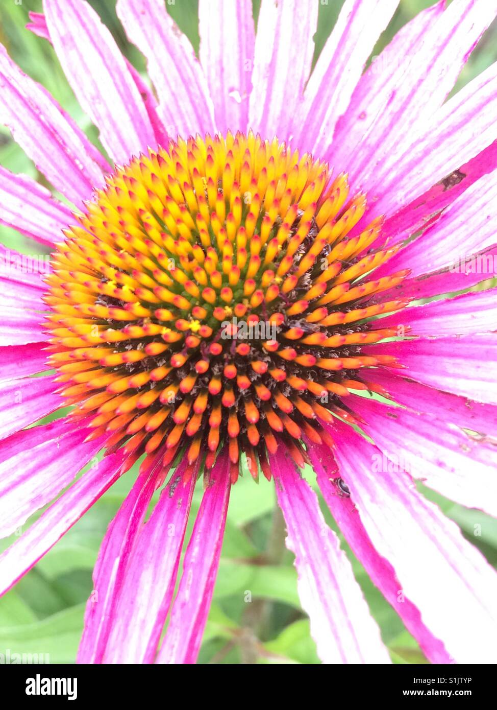 Bursting bloom hi-res stock photography and images - Alamy
