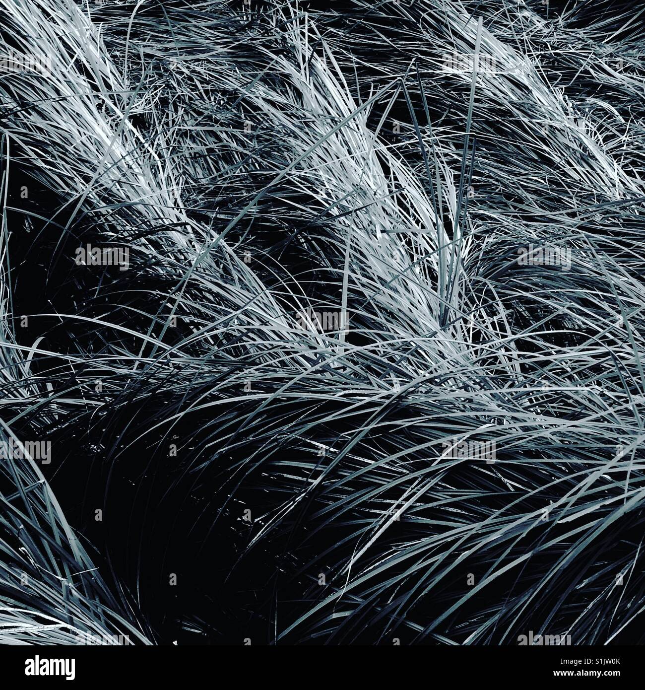 Windblown grass hi-res stock photography and images - Alamy