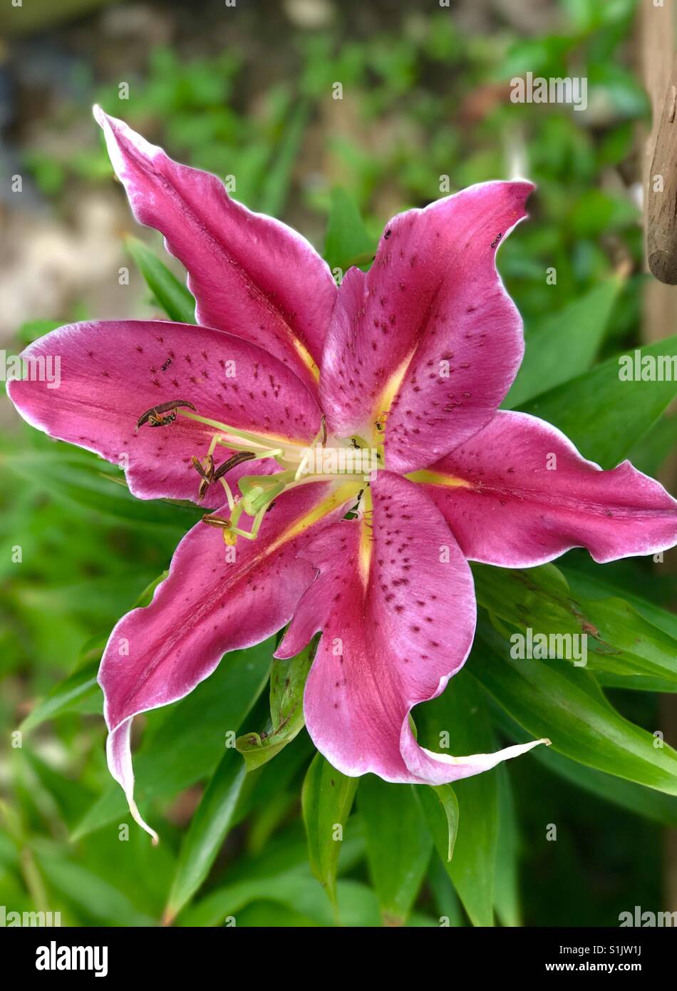 Lily pollination hi-res stock photography and images - Alamy