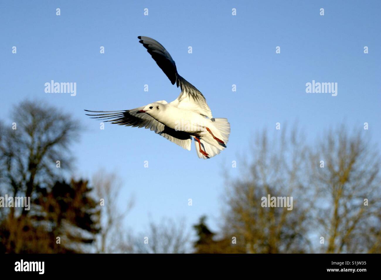 Dove frozen in flight Stock Photo - Alamy