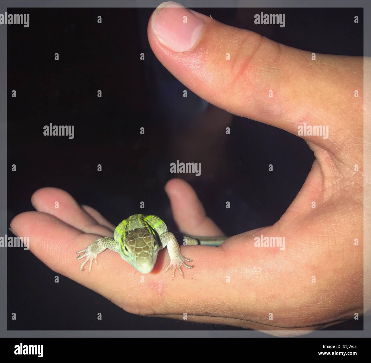 Hand and reptile hi-res stock photography and images - Alamy