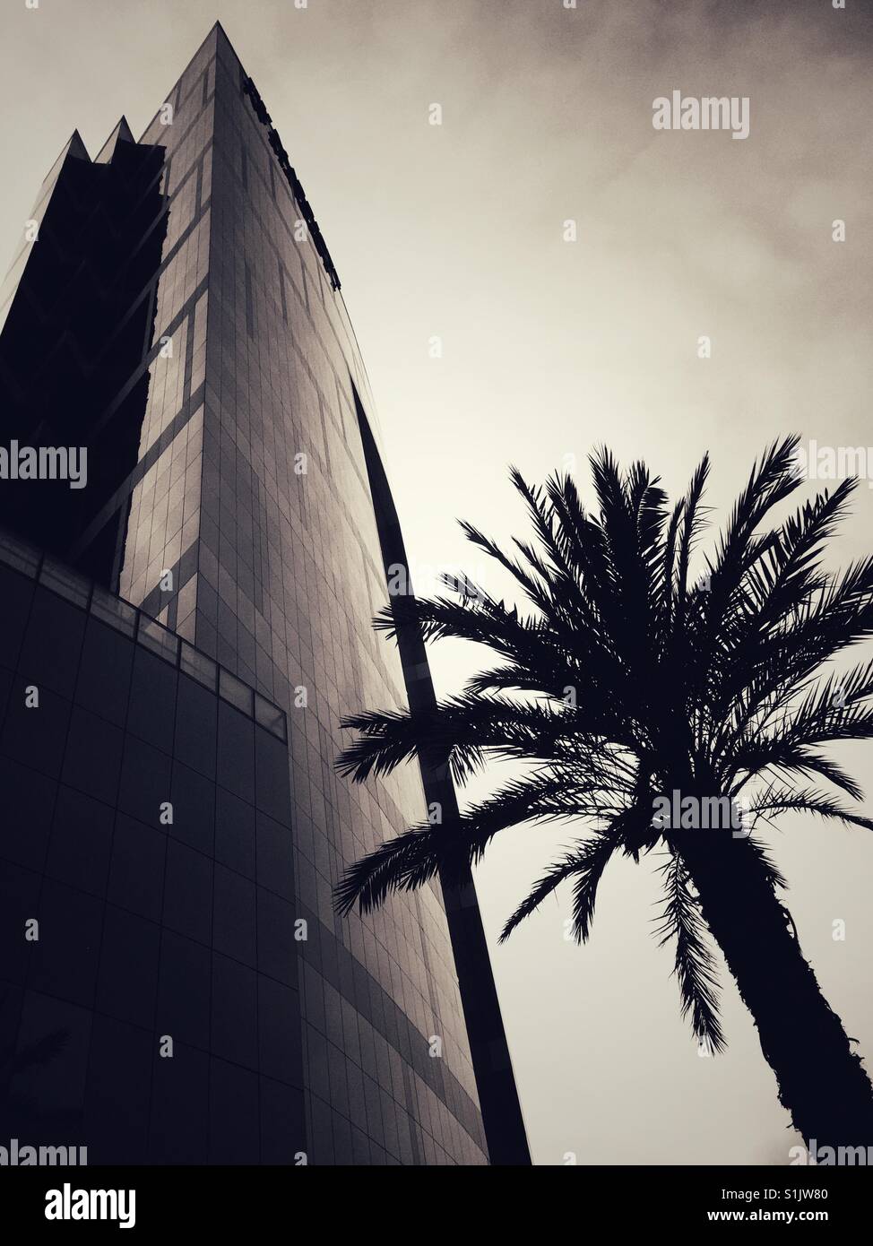 Skyscraper and a palm tree in Lima, Peru Stock Photo - Alamy