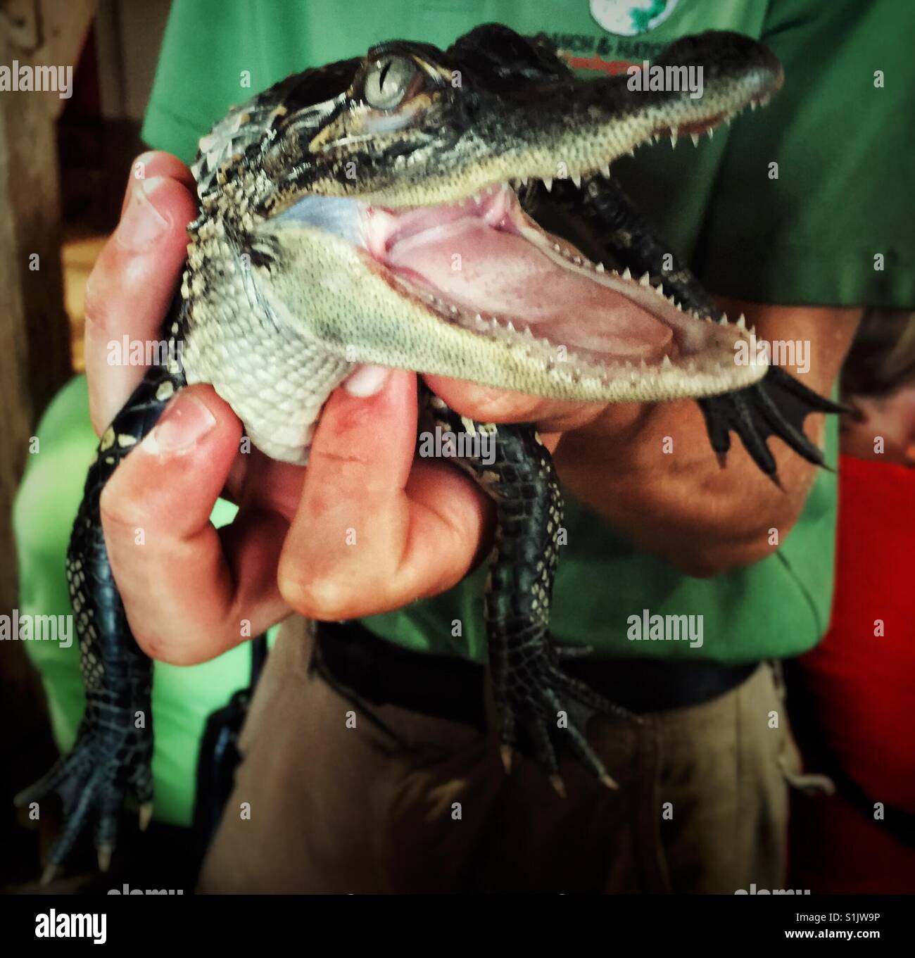 Man holding 9 month old alligator in his hand Stock Photo - Alamy