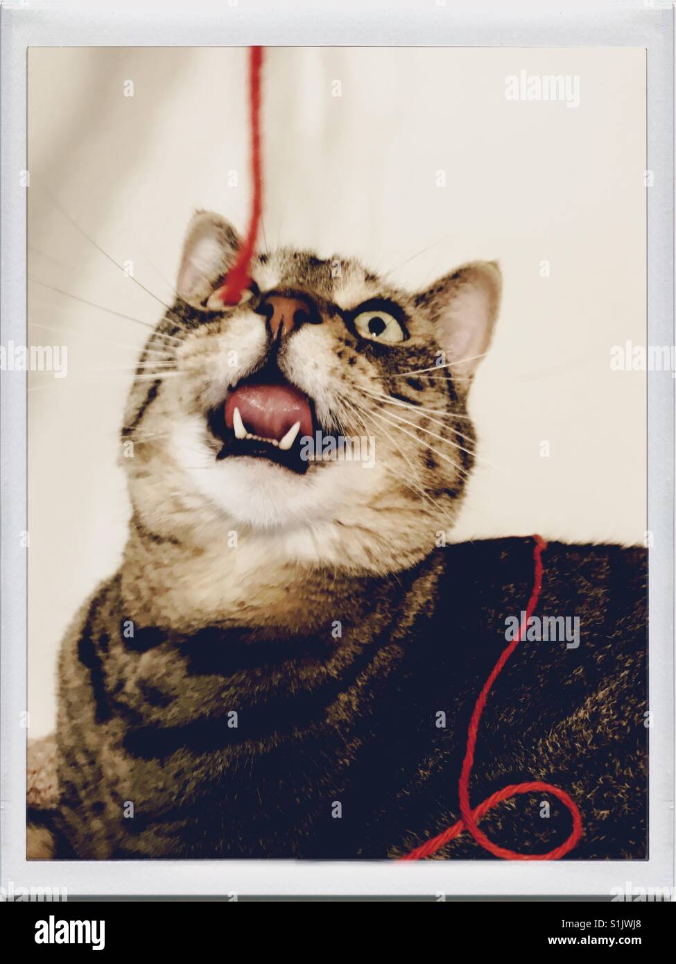 Tabby cat curling her tongue Stock Photo - Alamy