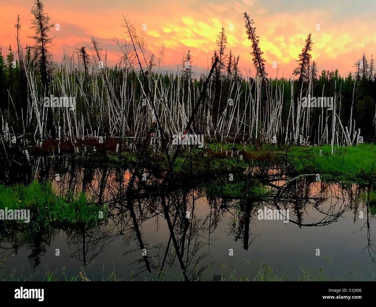 Swamp Stock Photo, Royalty Free Image: 310816800 - Alamy