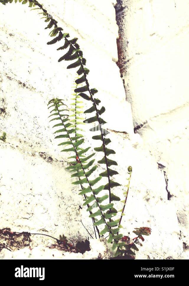 Growing anywhere hi-res stock photography and images - Alamy