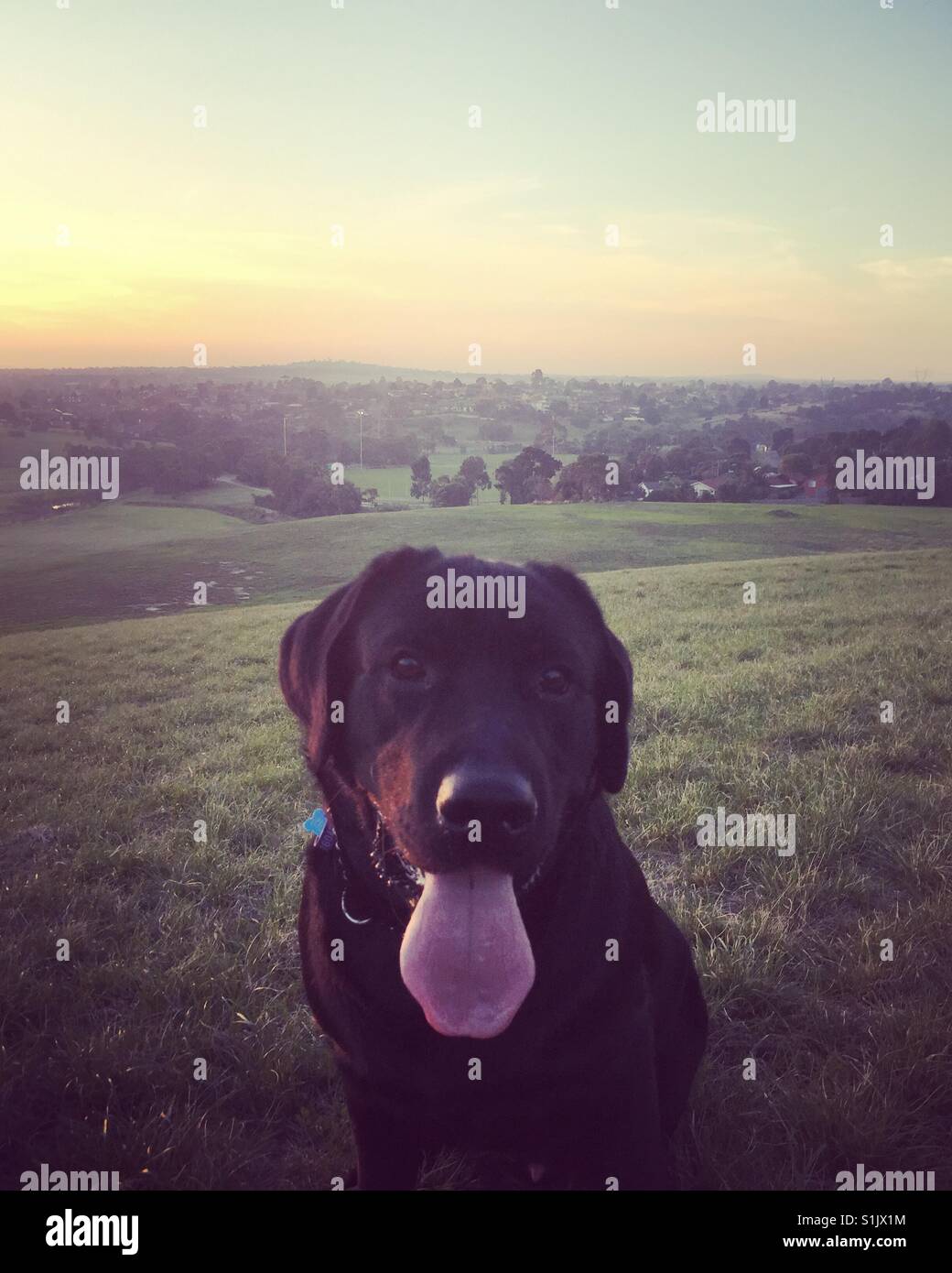 Black labrador at sunset hi-res stock photography and images - Alamy