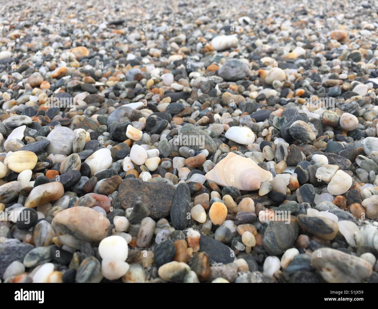 The shells between the stones Stock Photo - Alamy