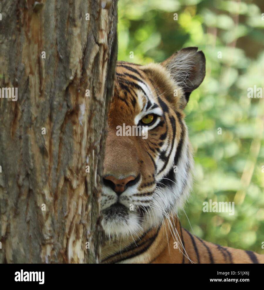 Sumatra tiger cat animal hi-res stock photography and images - Alamy