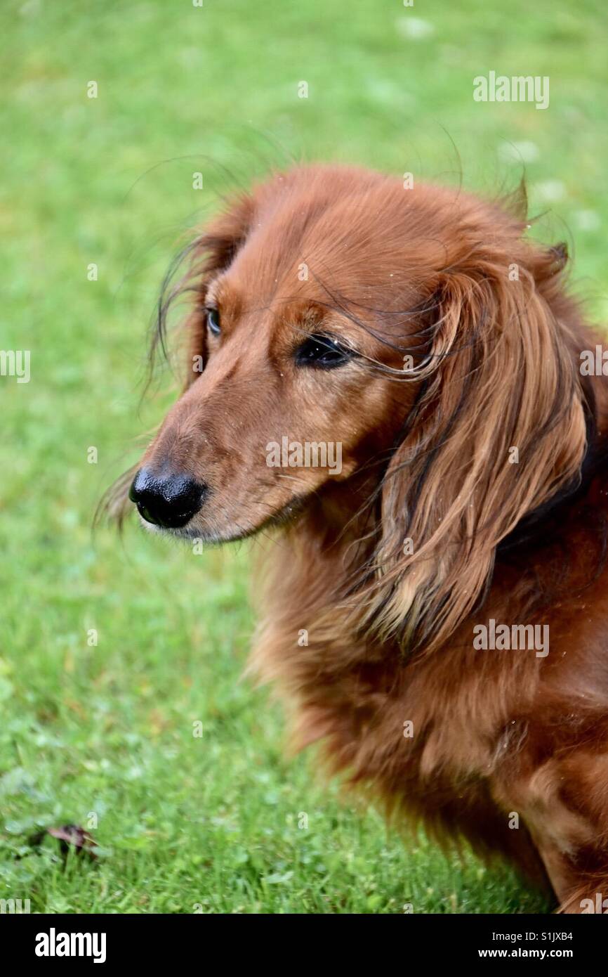 Dachs hi-res stock photography and images - Alamy