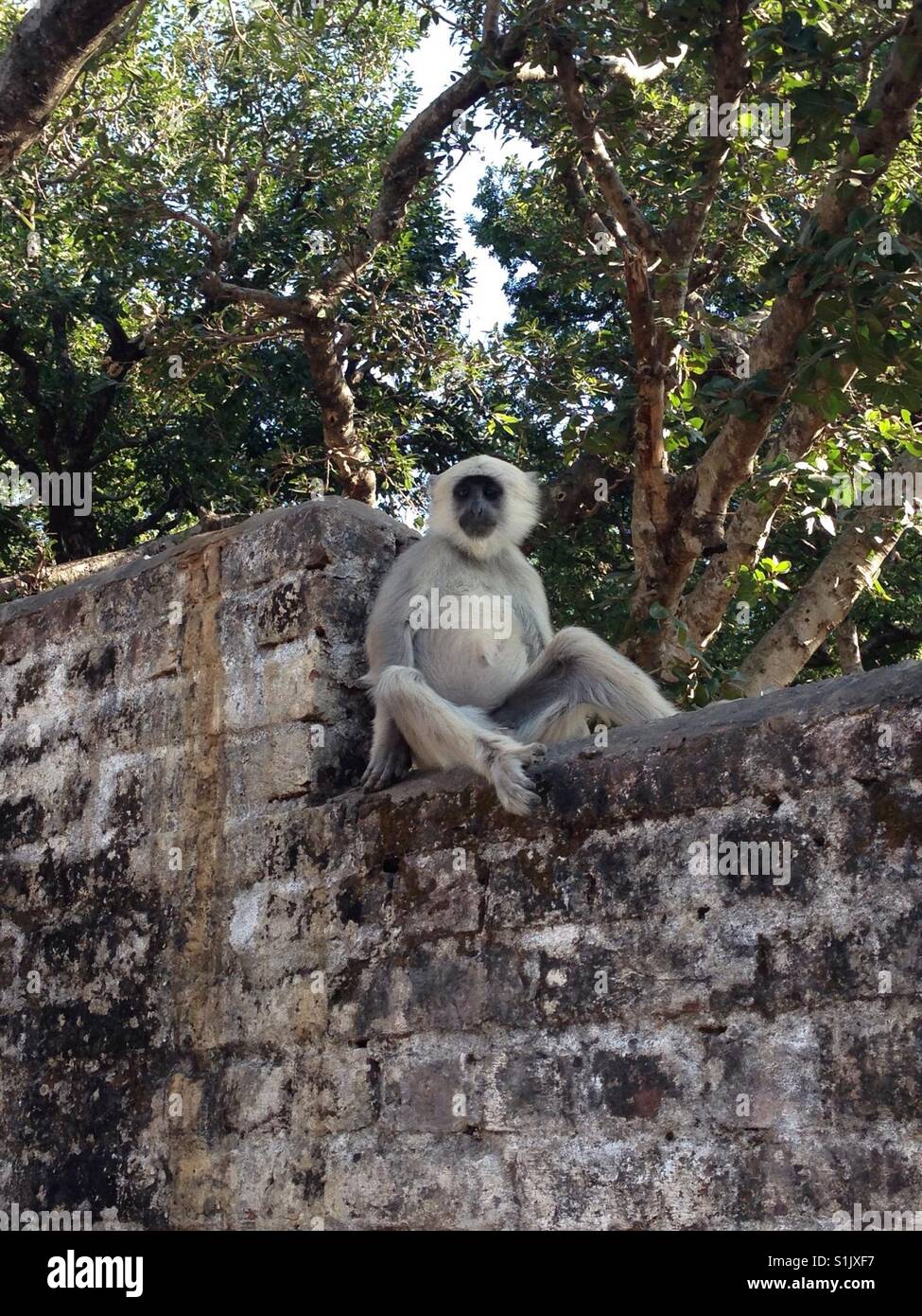 Relax monkey hi-res stock photography and images - Alamy