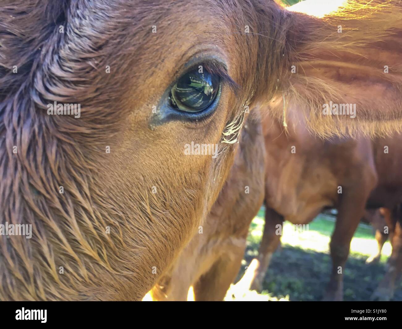 Santa Gertrudis calf watching the camera Stock Photo - Alamy
