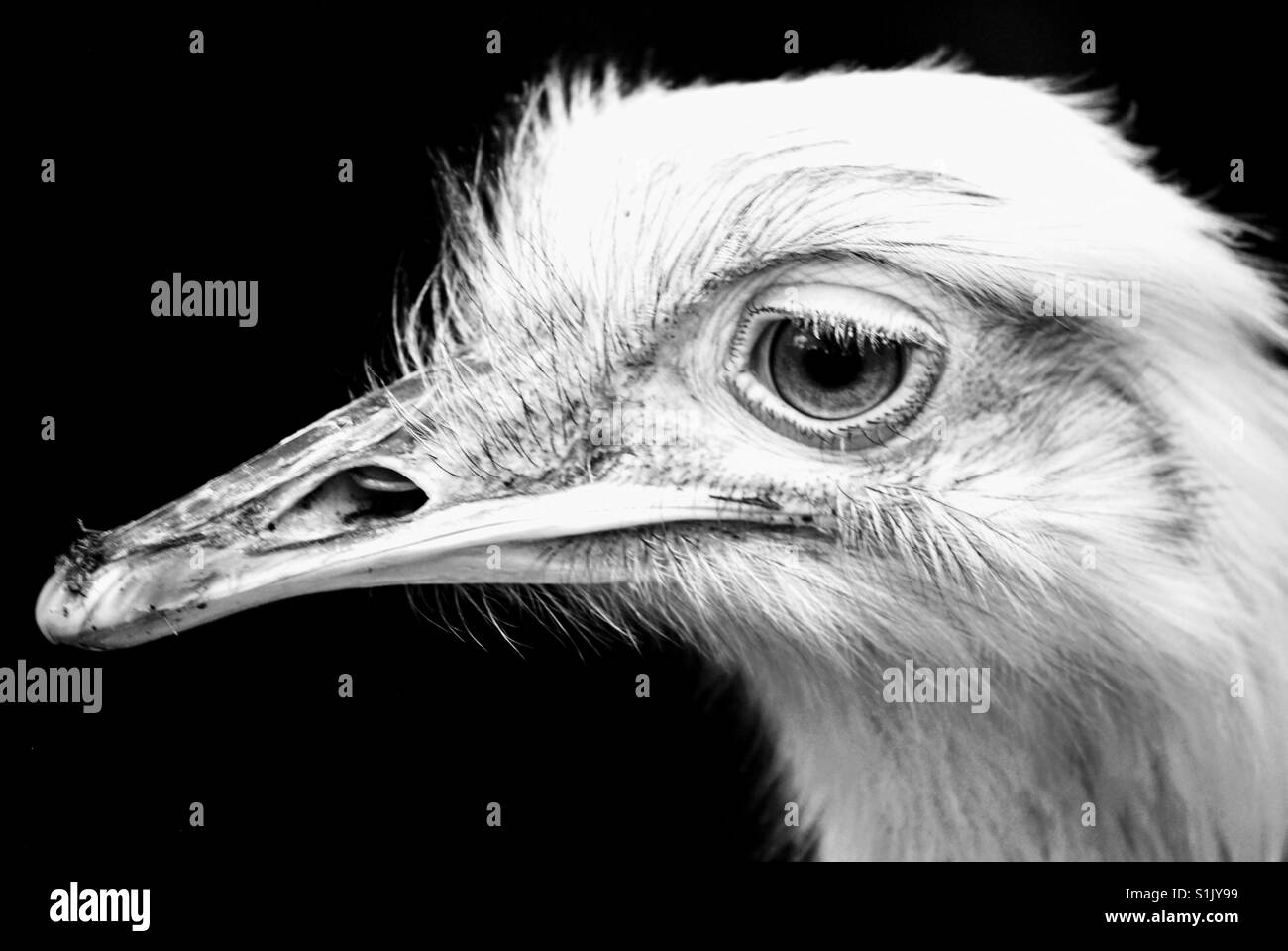 Nandu hi-res stock photography and images - Alamy