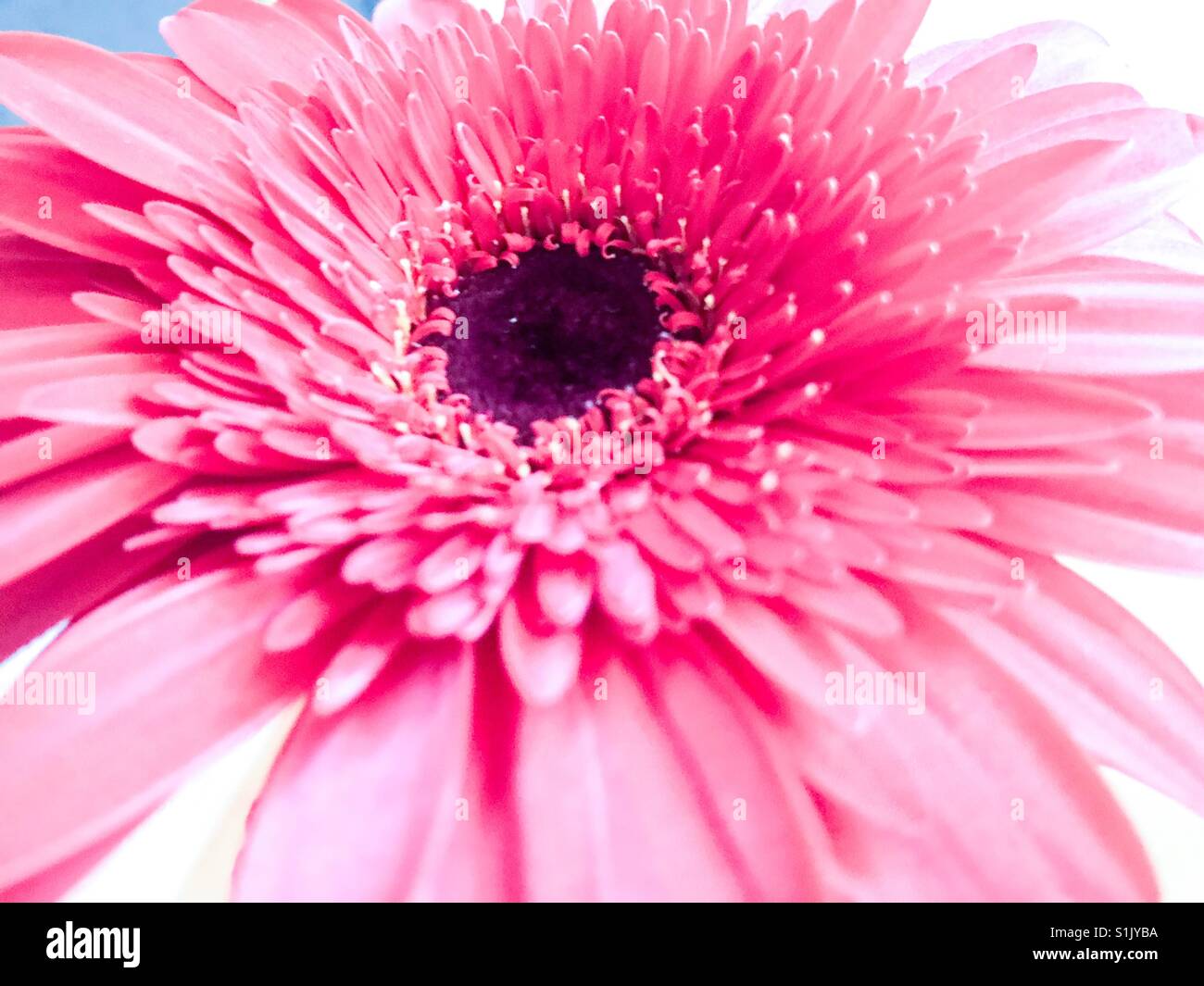 Gerbera flower details hi-res stock photography and images - Alamy